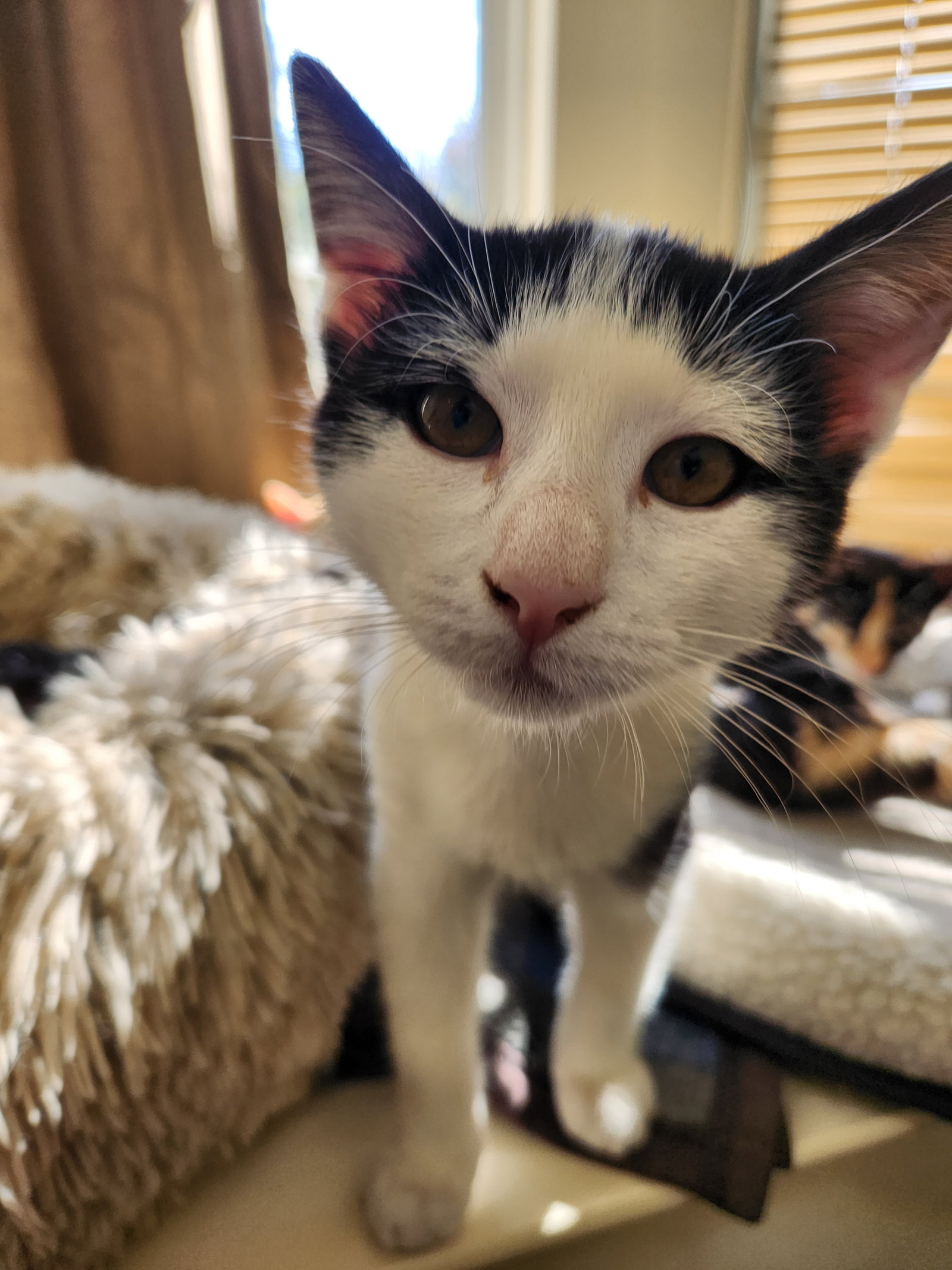Toast - Playful Kitten's Web Page