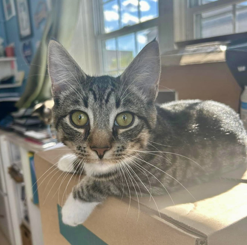 FRITZ the Kitten- Come visit me at Mech Petco's Web Page