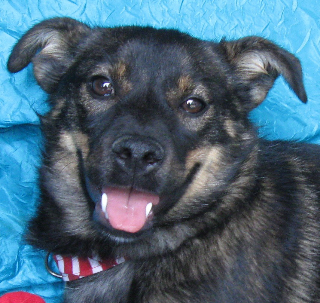 Dog for Adoption - Brynne Lancer, a Shepherd in Southport, NY | Alpha Paw