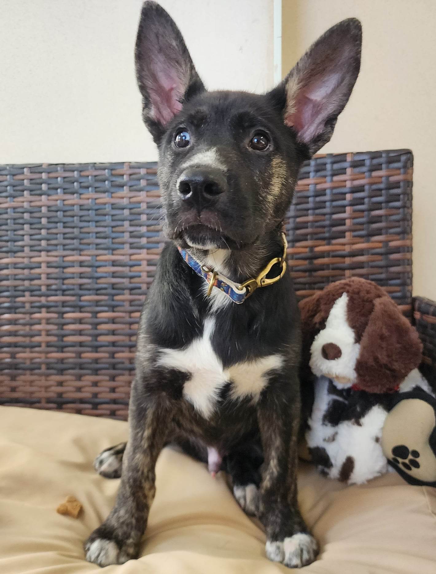 Dog for Adoption - Holm Oak, a German Shepherd Dog in Belmont, NY ...