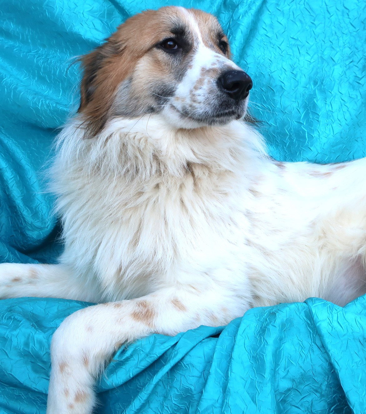 Dog for Adoption - Alfie, a Great Pyrenees in Blasdell, NY | Alpha Paw