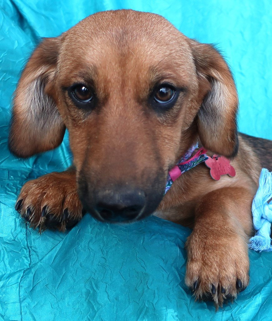 Dog for Adoption - Greta Sky Storm, a Dachshund in Elma Center, NY ...