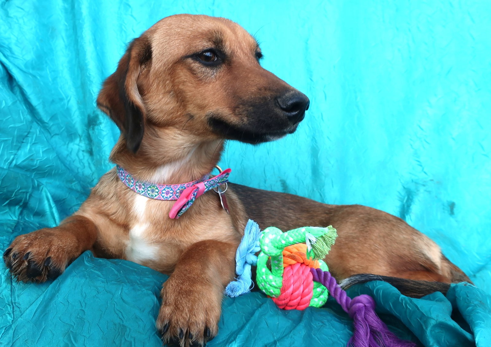 Dog for Adoption - Greta Sky Storm, a Dachshund in Elma Center, NY ...