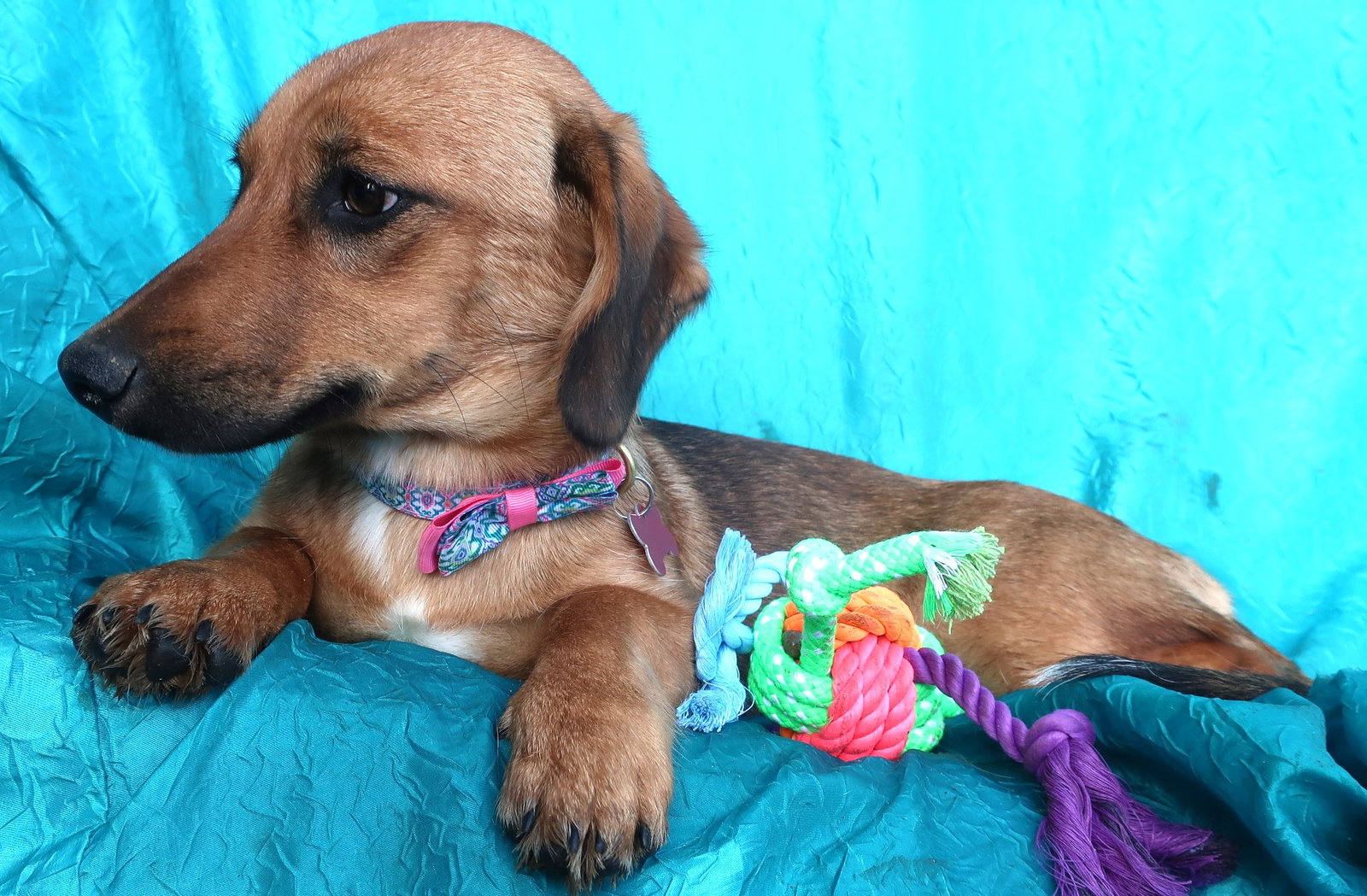 Dog for Adoption - Greta Sky Storm, a Dachshund in Elma Center, NY ...