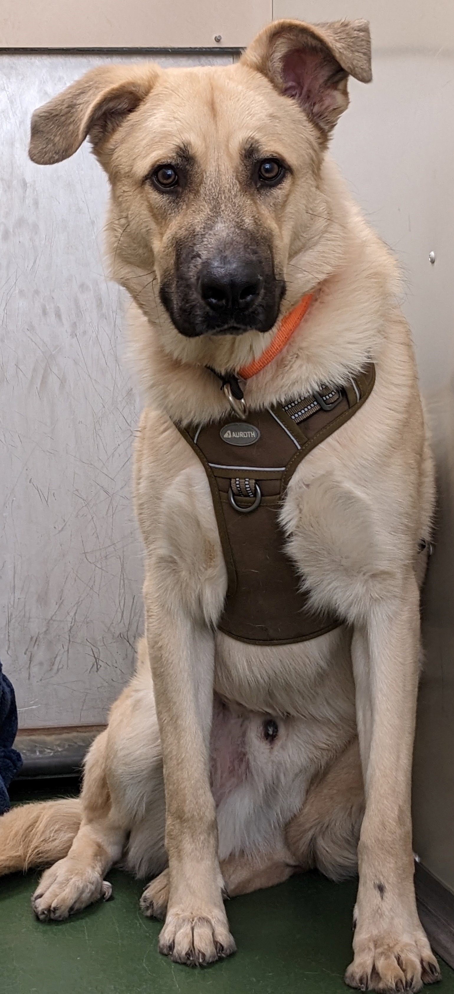 Dog for Adoption - King, a German Shepherd Dog in Warsaw, NY | Alpha Paw