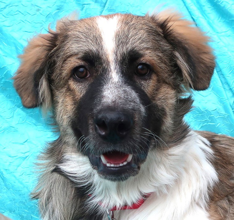 Dog for Adoption - Rascal Pyr, a Great Pyrenees in Olean, NY | Alpha Paw