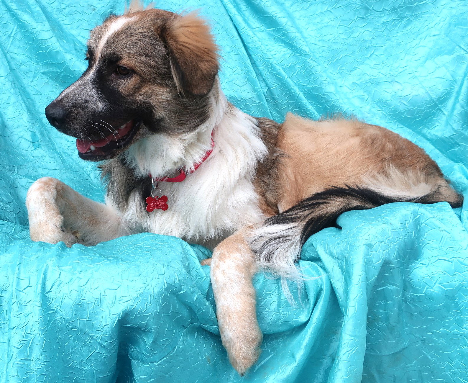 Dog for Adoption - Rascal Pyr, a Great Pyrenees in Olean, NY | Alpha Paw