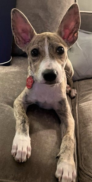 Dog for Adoption - Dee Dee Puerto Rico, a Terrier in Belmont, NY ...
