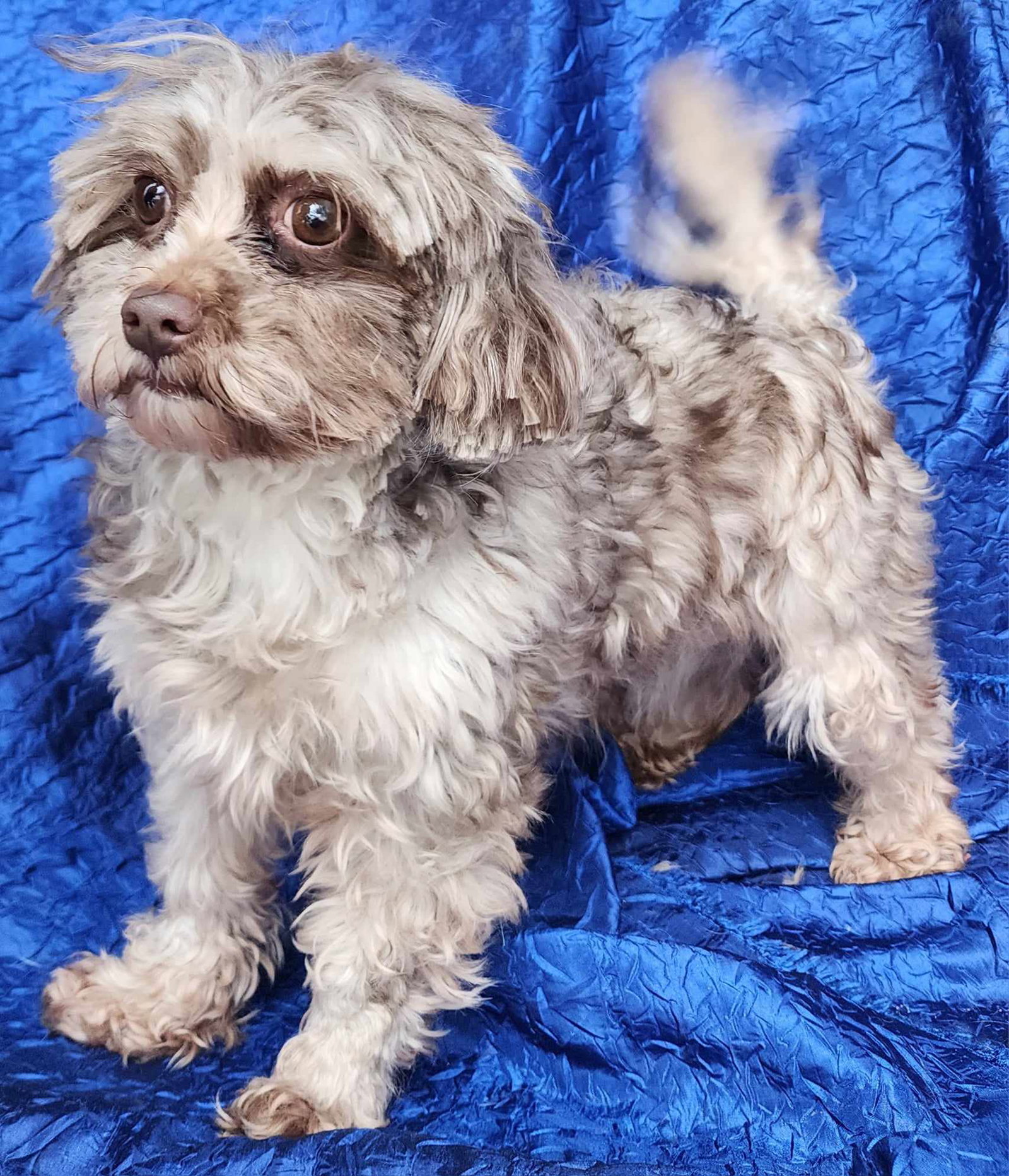 Dog for Adoption - Audie Merle, a Maltese in Steuben County, NY | Alpha Paw