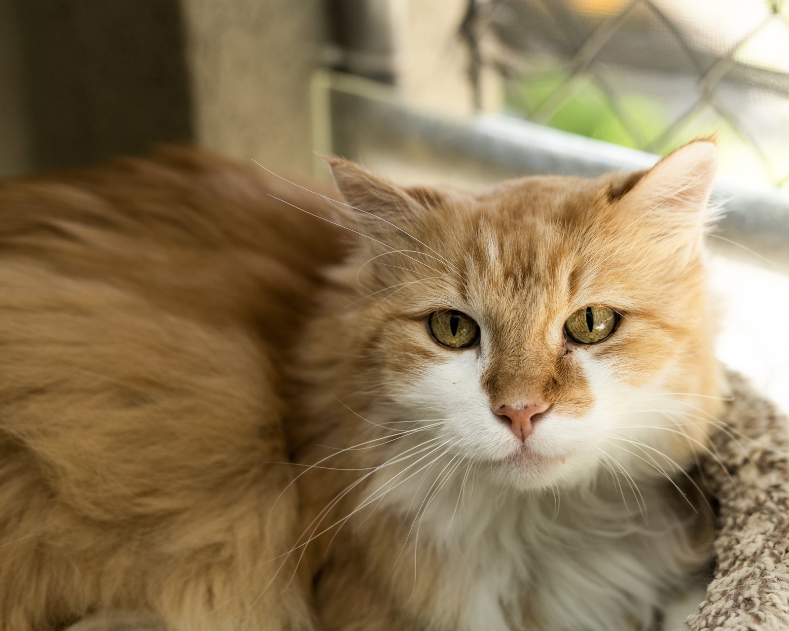 Cat adoption in Boise, ID 83709: Domestic Long Hair Cat "Cheesy"