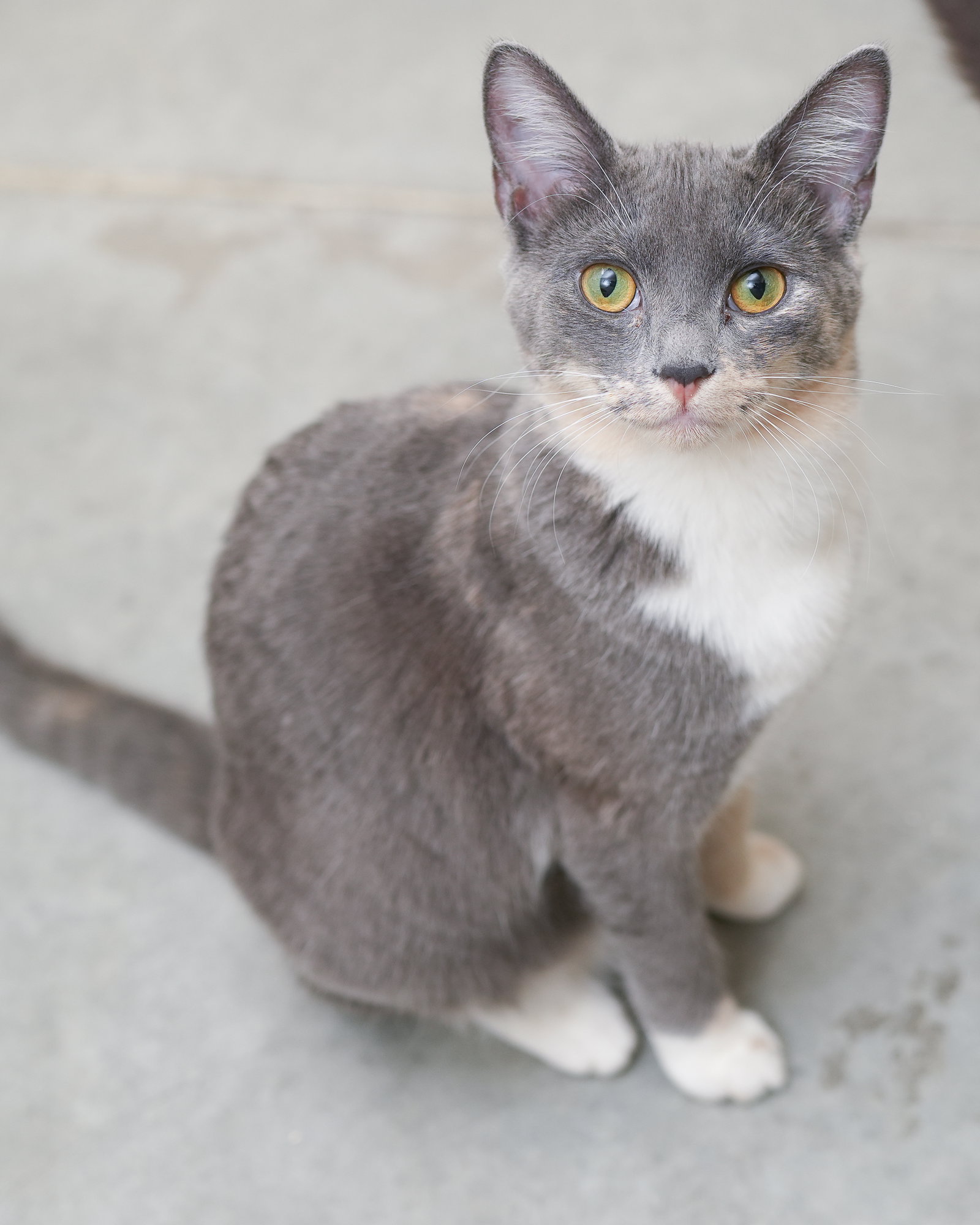Cat adoption in Boise, ID 83709: Domestic Short Hair Cat "Bessie"