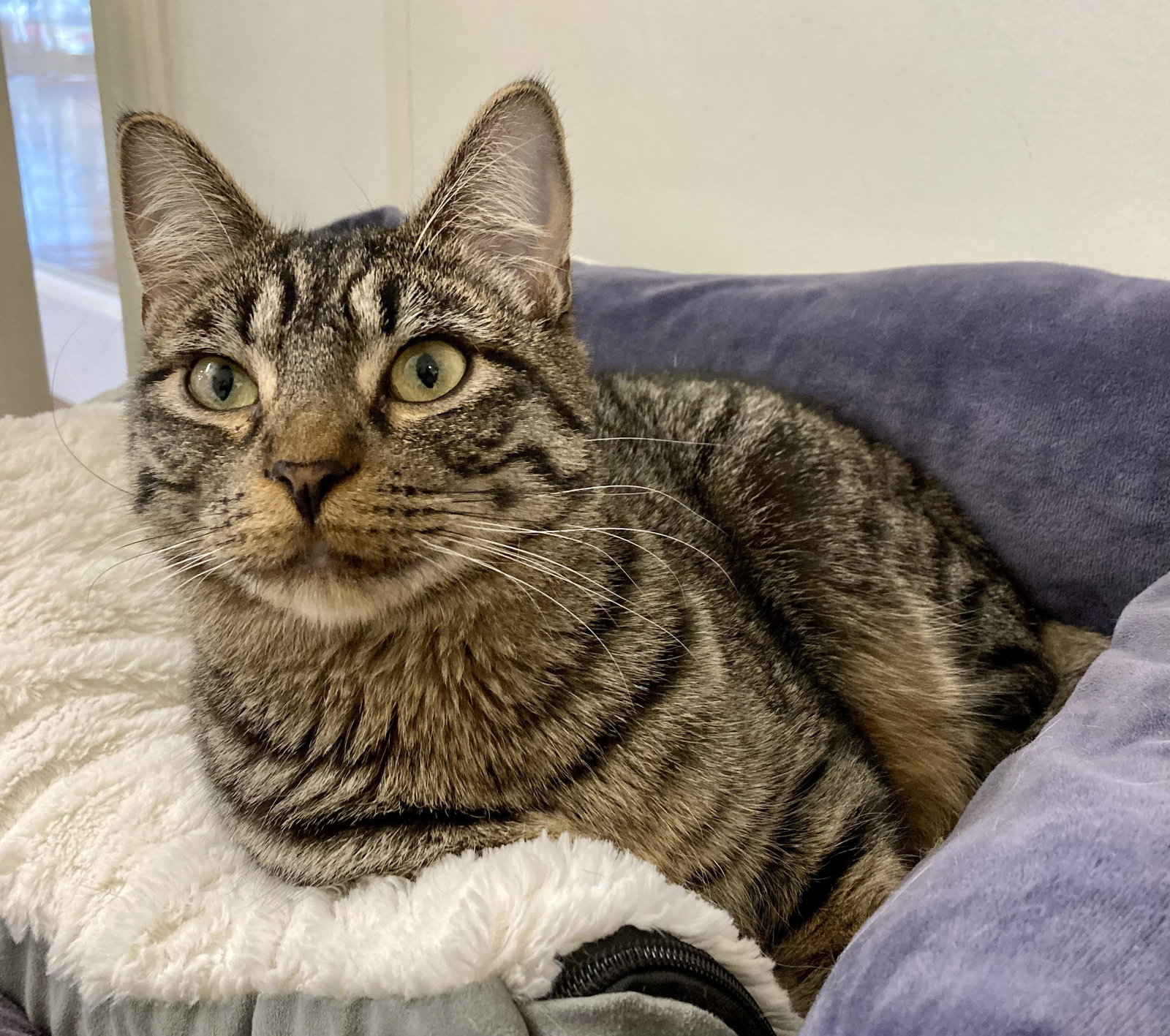 Cat adoption in Boise, ID 83709: Domestic Short Hair Cat "Tony Stark"