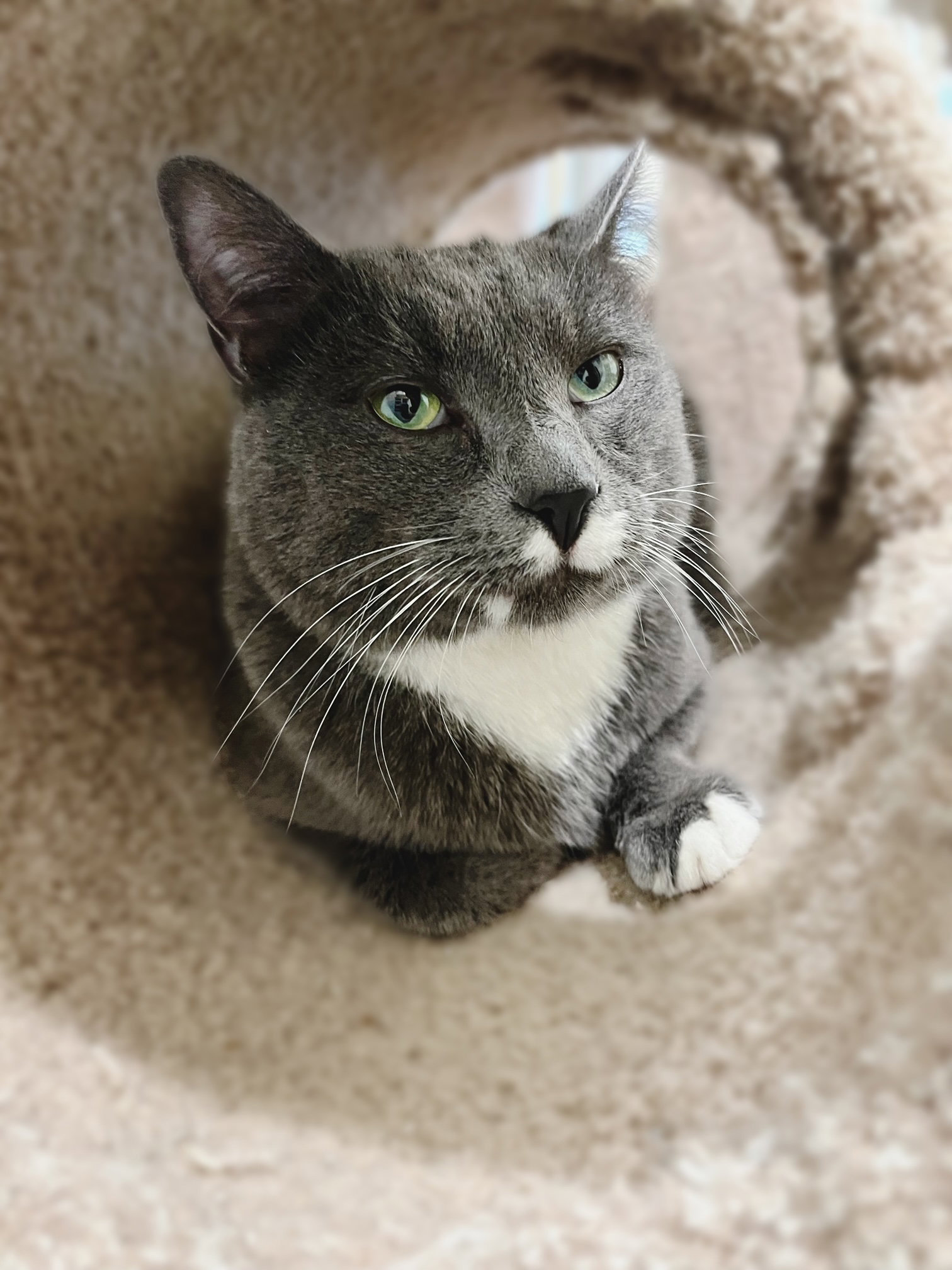 Cat adoption in Boise, ID 83709: Domestic Short Hair Cat "Sherlock"