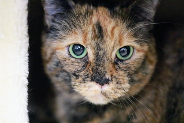 Simply Cats Adoption Center in Boise, ID