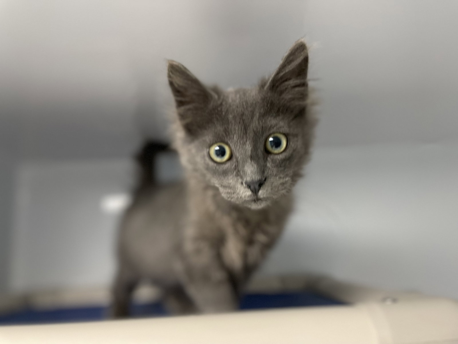 Cats for Adoption in Ringwood, New Jersey | Alpha Paw