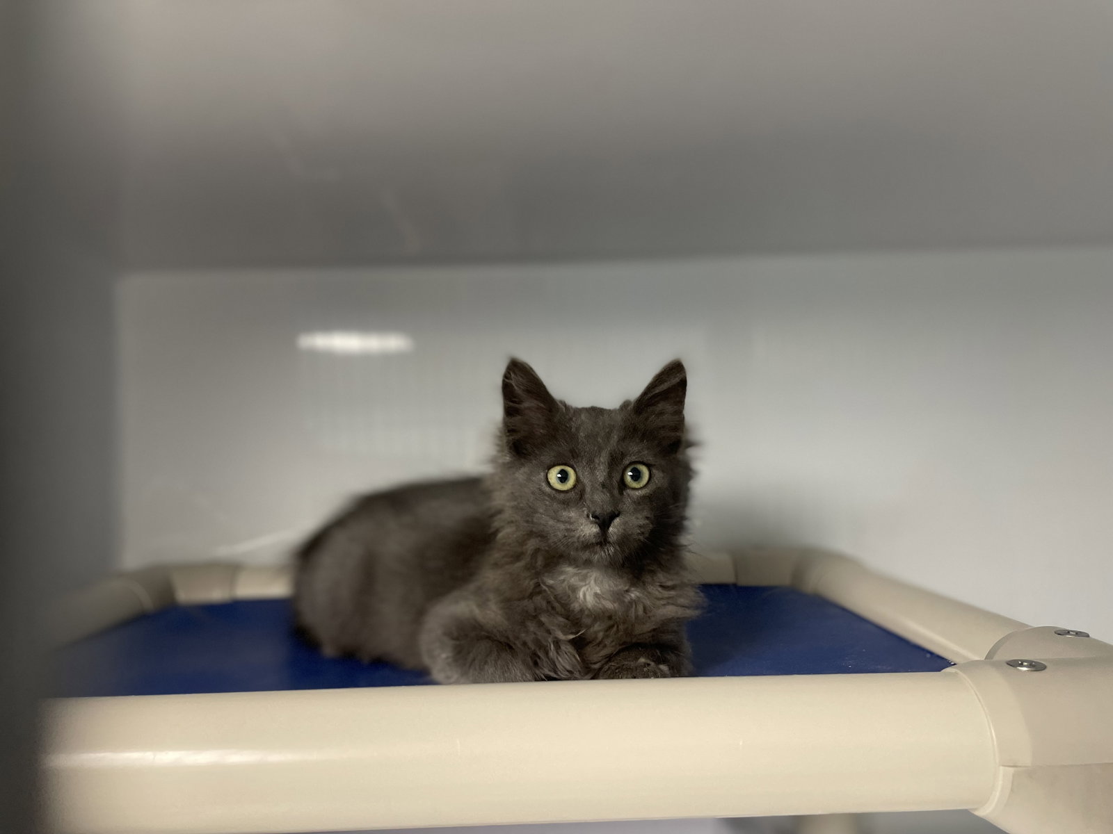 Cats for Adoption in Ringwood, New Jersey | Alpha Paw