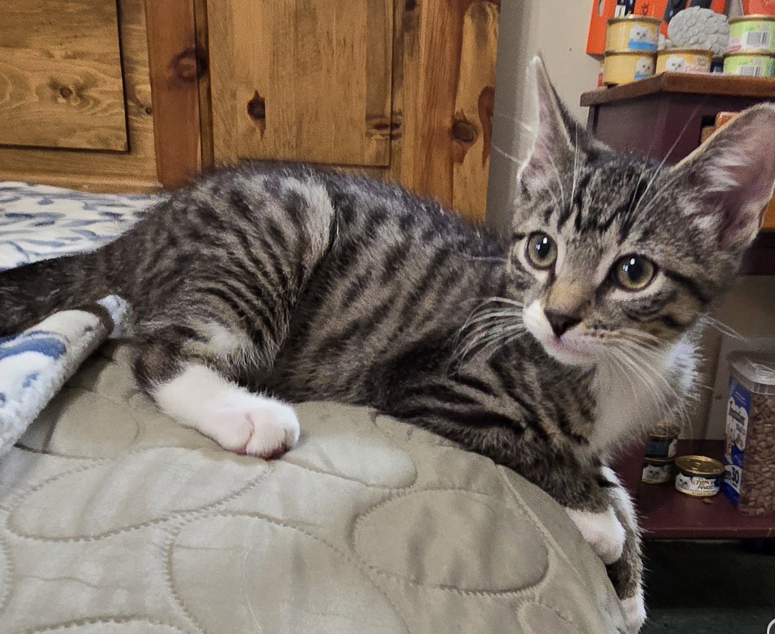 Cat adoption in Colonia, NJ 07067: Domestic Short Hair Cat "Andy3"