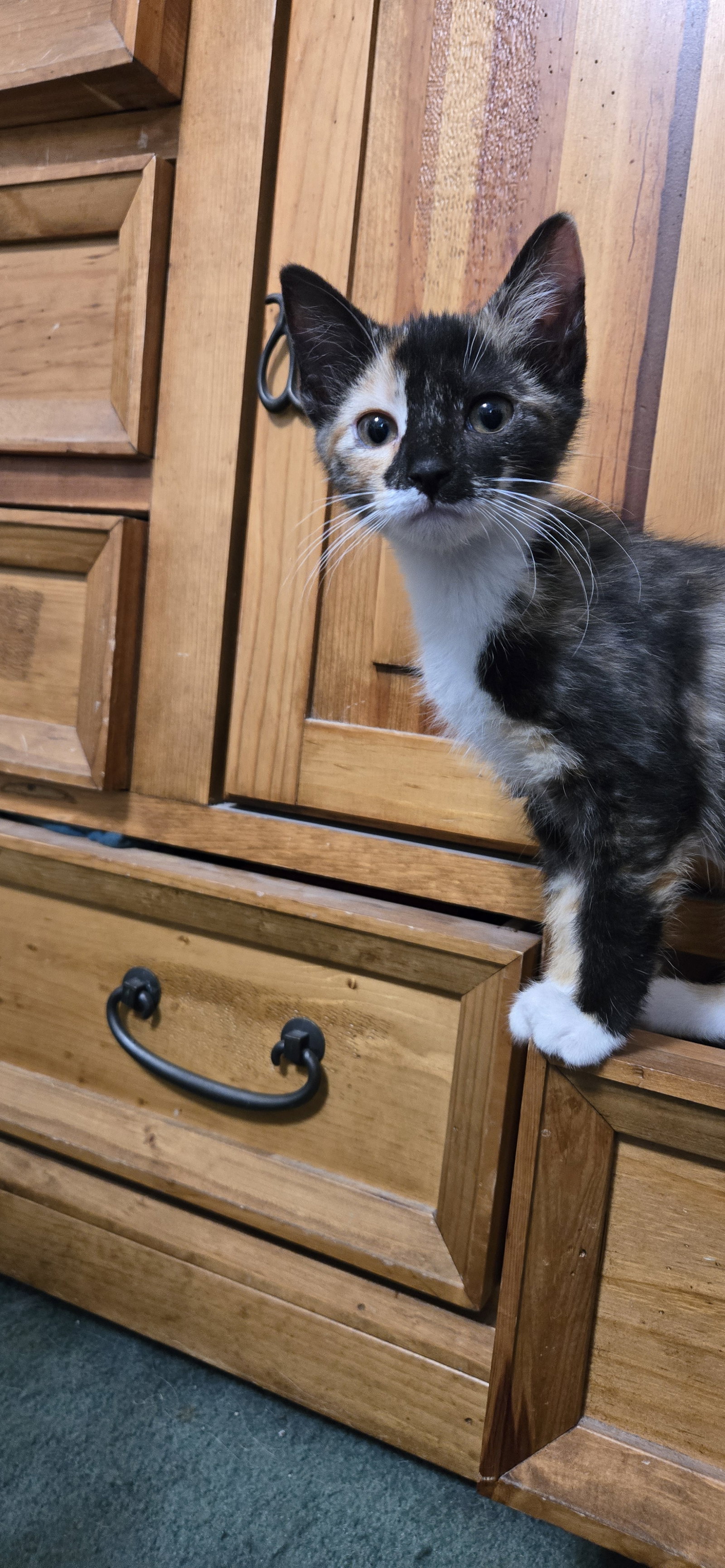 Cats for Adoption in Red Bank, New Jersey | Alpha Paw