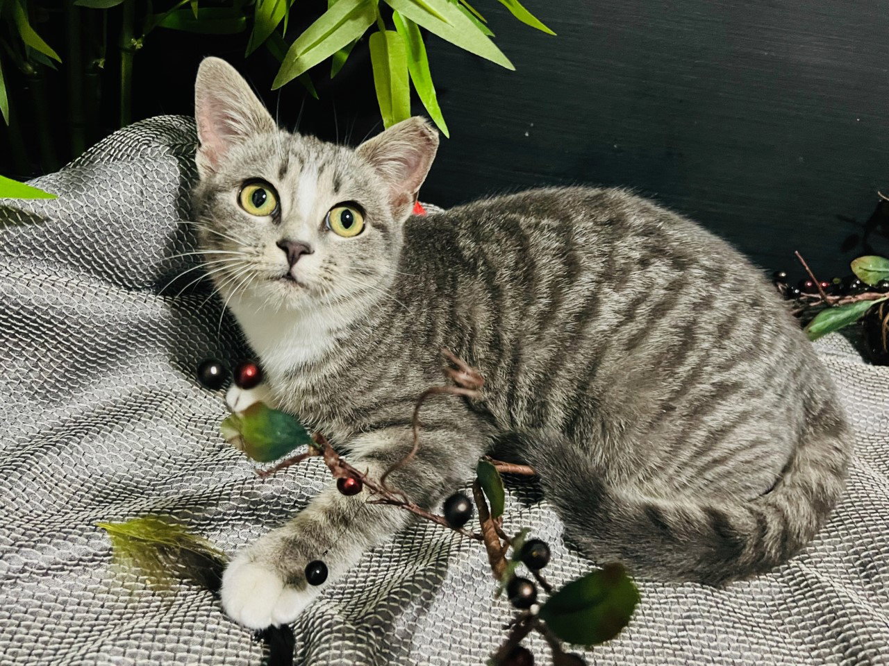 Cats for Adoption in Monroe County, Georgia | Alpha Paw