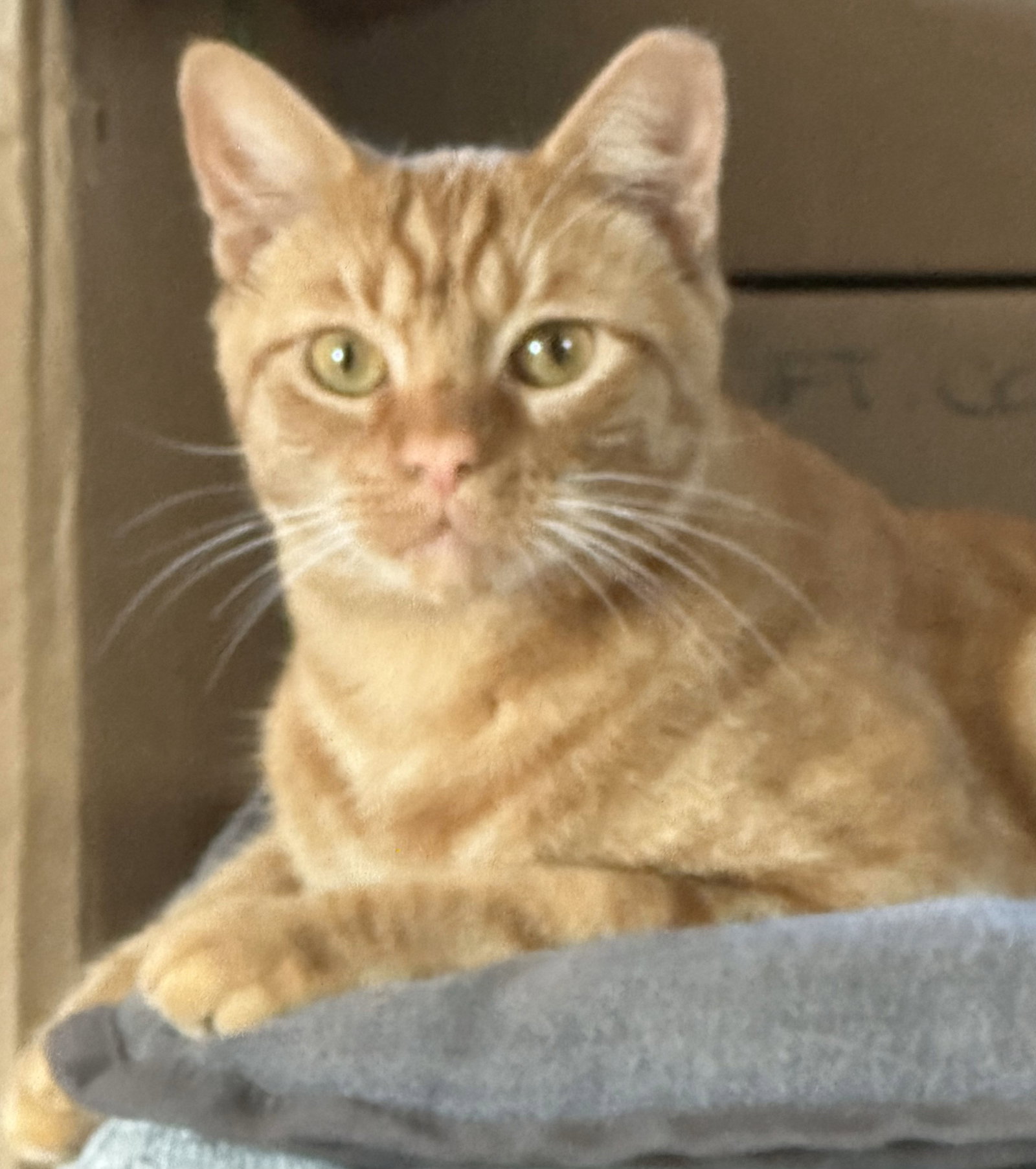Cats for Adoption in Dunwoody, Georgia | Alpha Paw