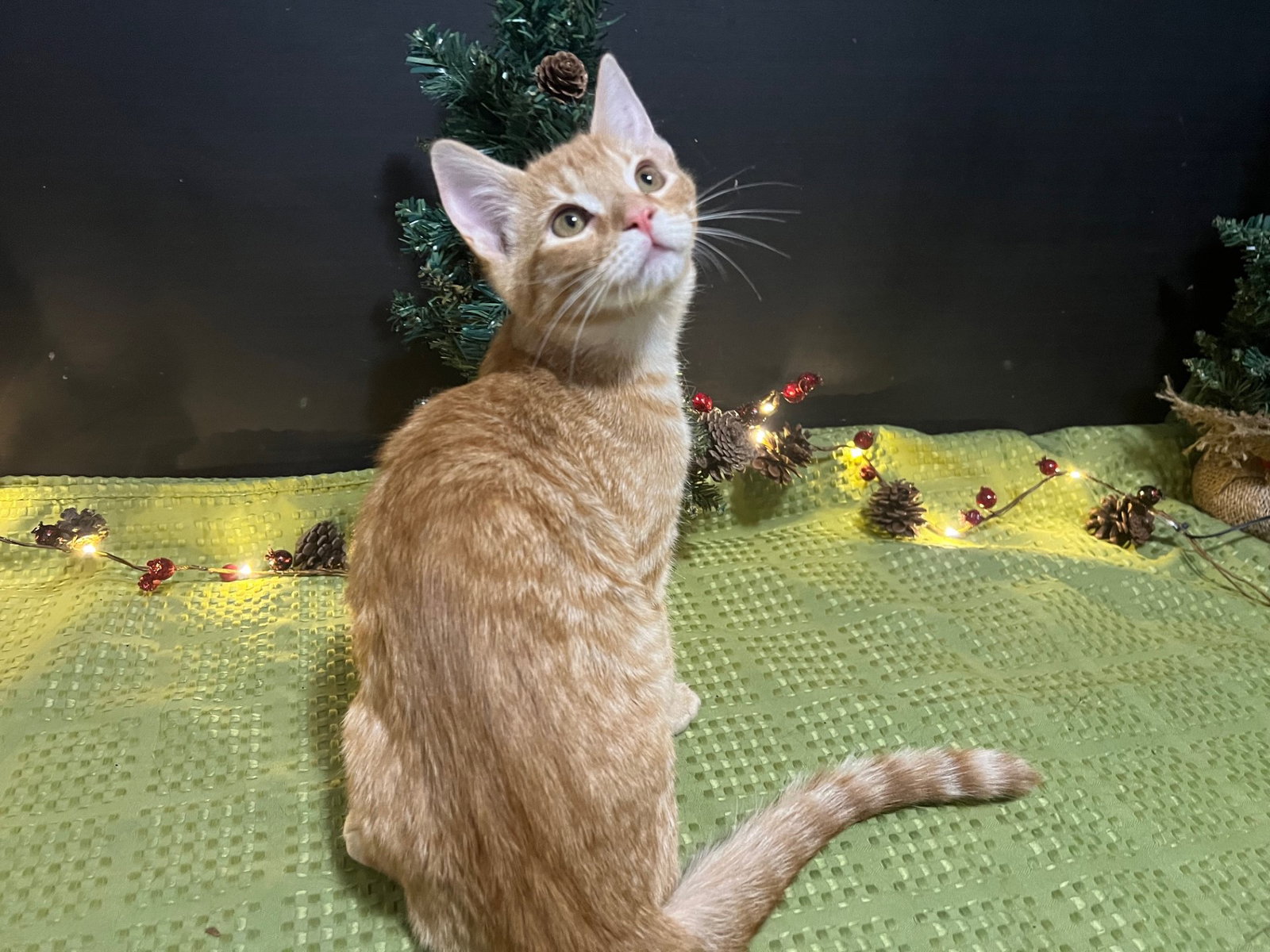 Cats for Adoption in Peachtree City, Georgia | Alpha Paw