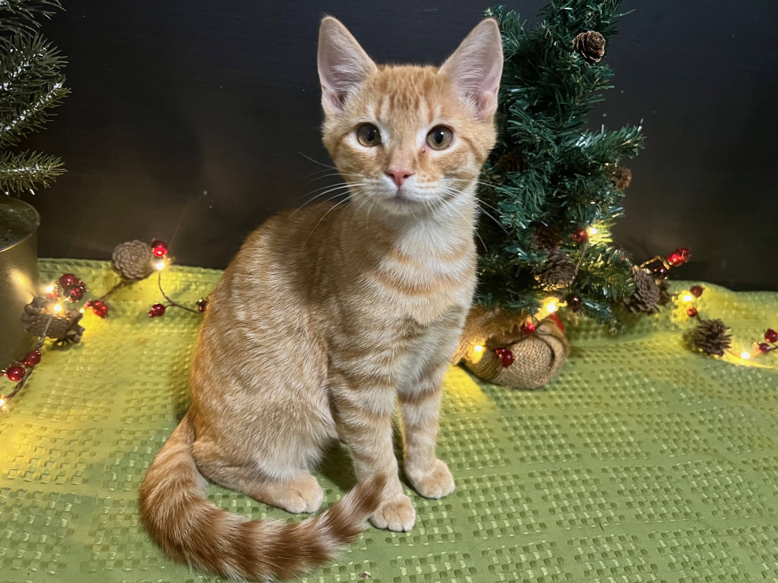 Cats for Adoption in Peachtree City, Georgia | Alpha Paw