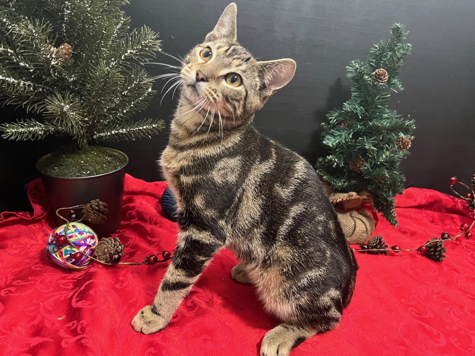 Cats for Adoption in Atlanta, Georgia | Alpha Paw