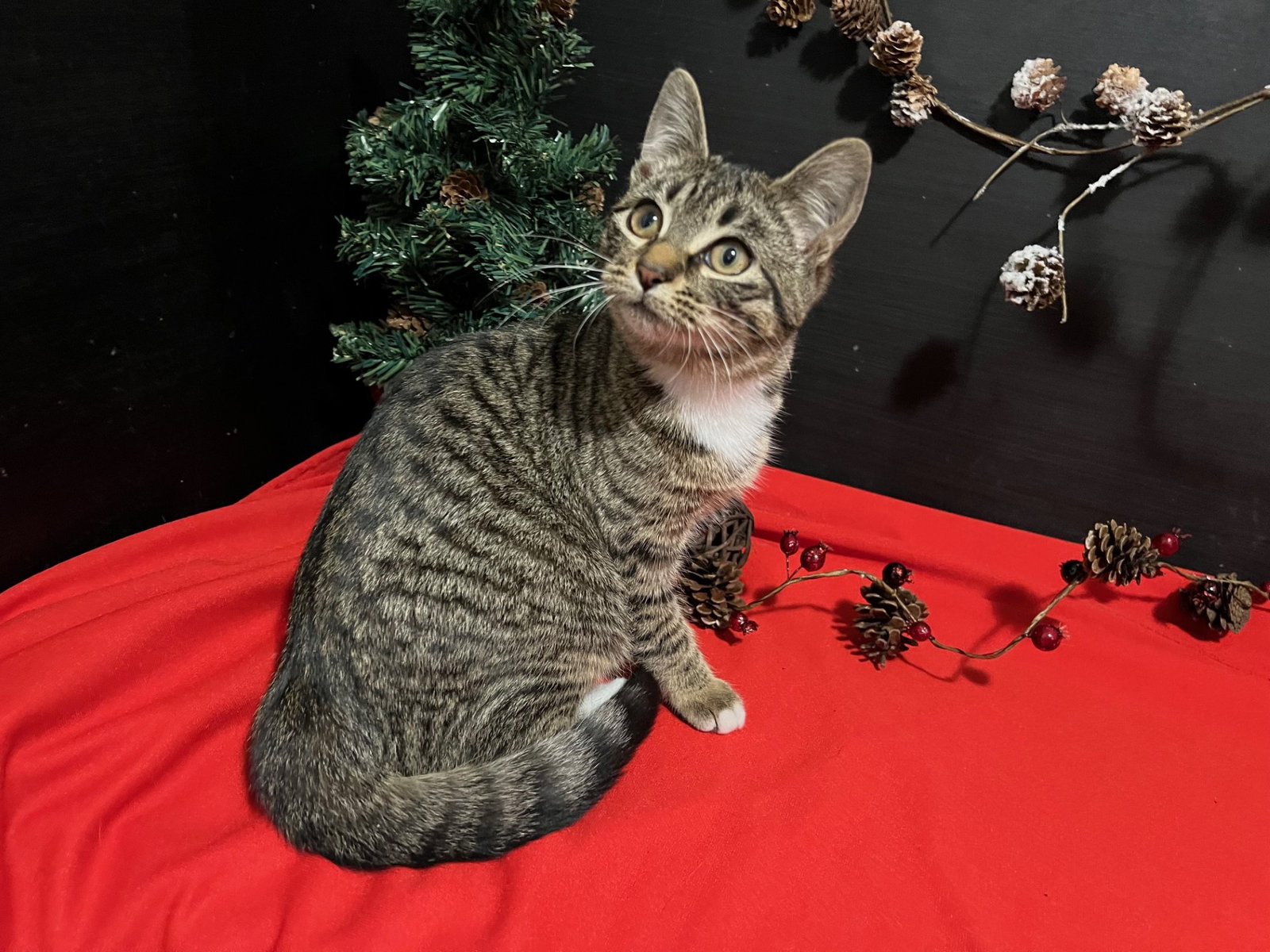 Cats for Adoption in Atlanta, Georgia | Alpha Paw