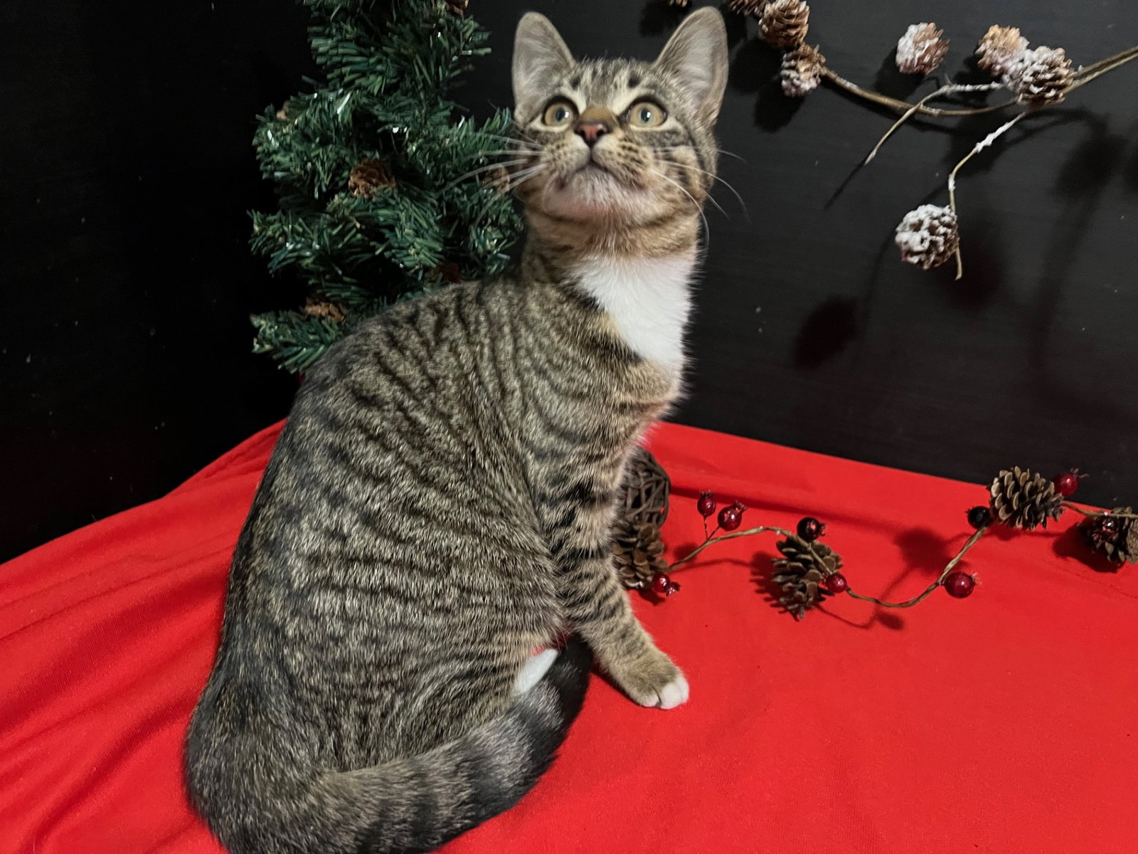 Cats for Adoption in Atlanta, Georgia | Alpha Paw