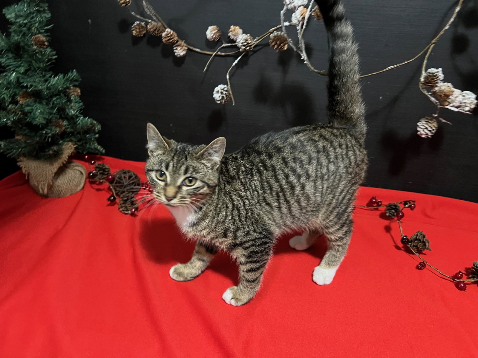 Cats for Adoption in Atlanta, Georgia | Alpha Paw