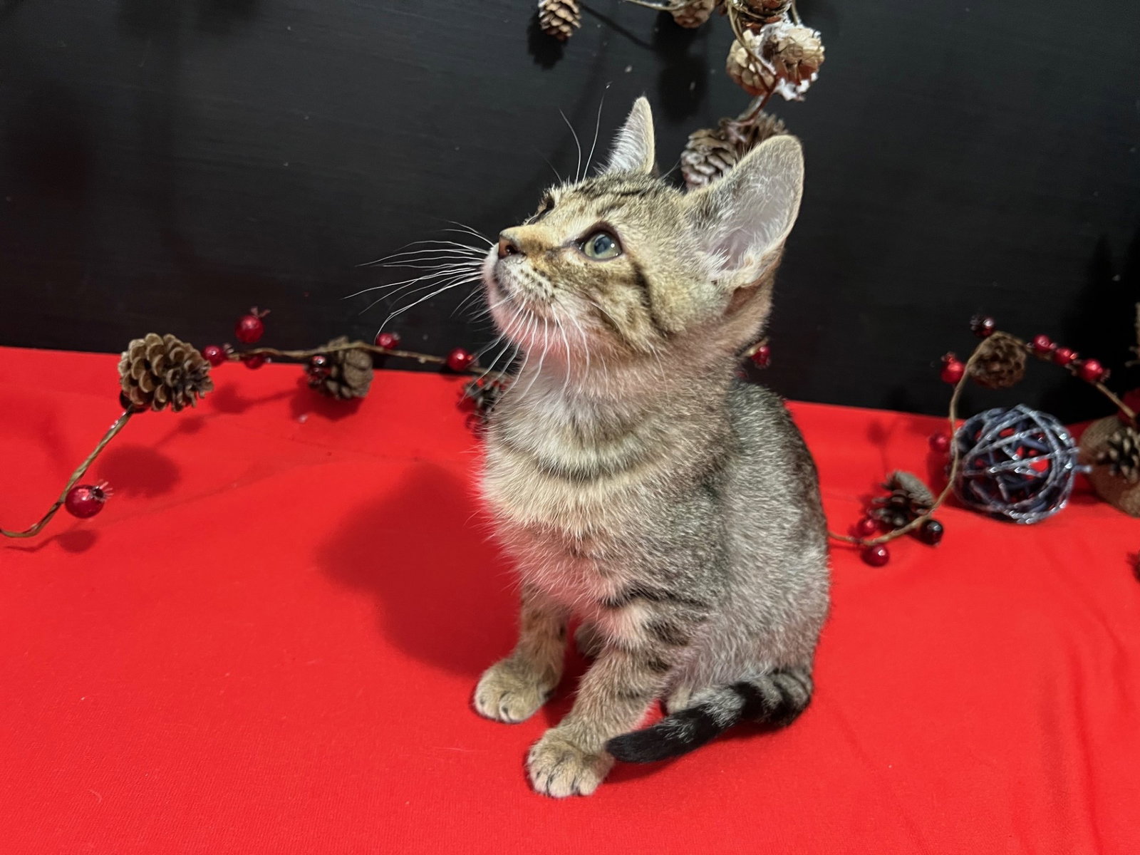 Cats for Adoption in Peachtree City, Georgia | Alpha Paw