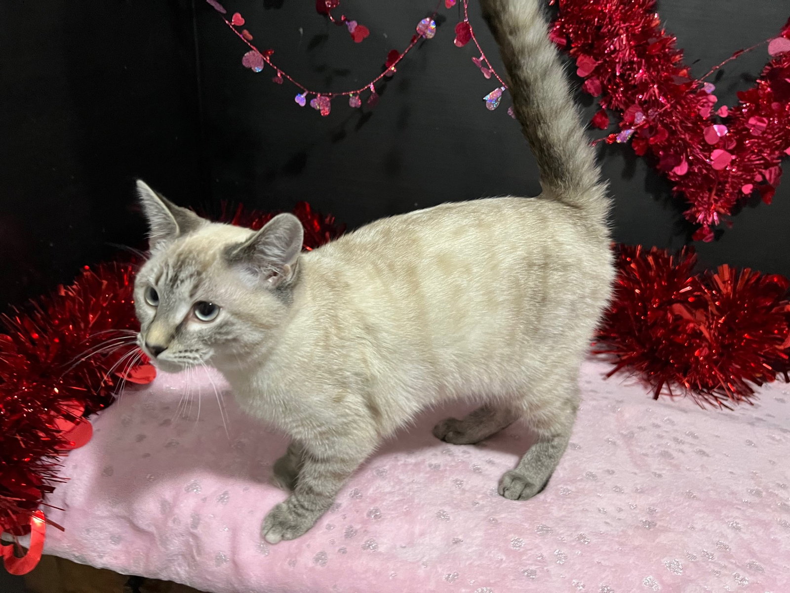 Cats for Adoption in Peachtree City, Georgia | Alpha Paw