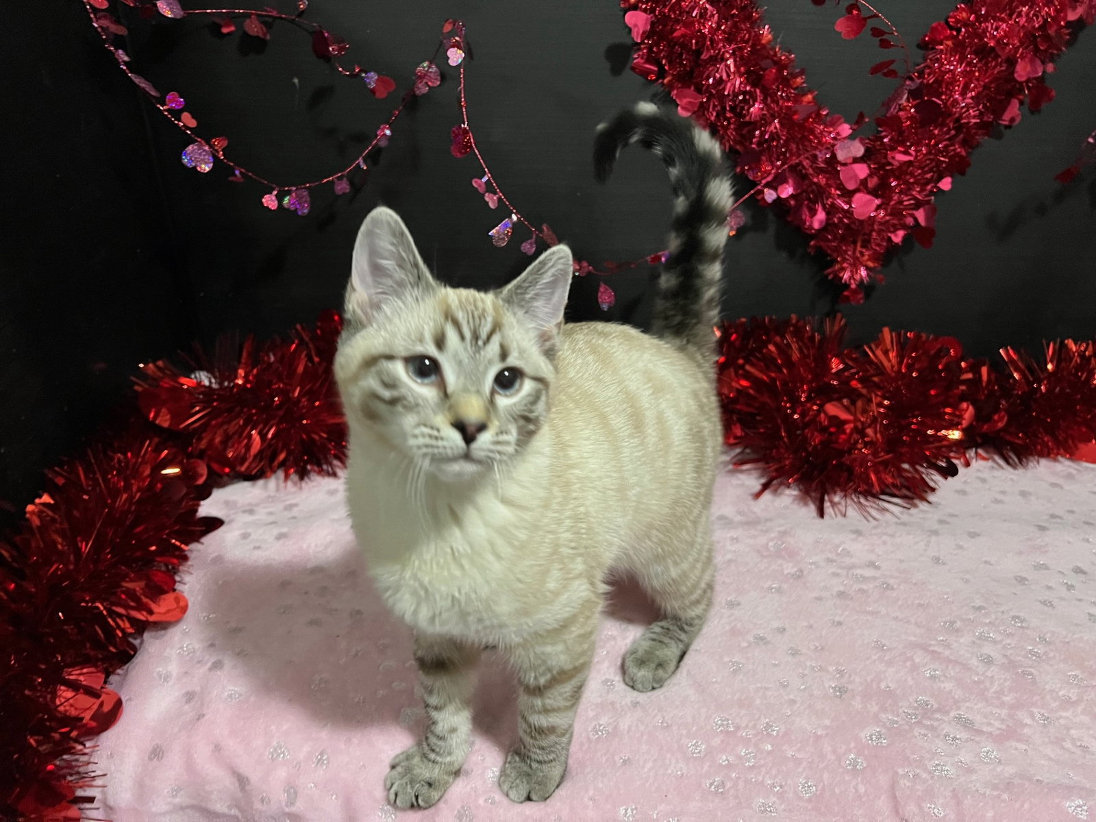 Cats for Adoption in Cobb County, Georgia | Alpha Paw