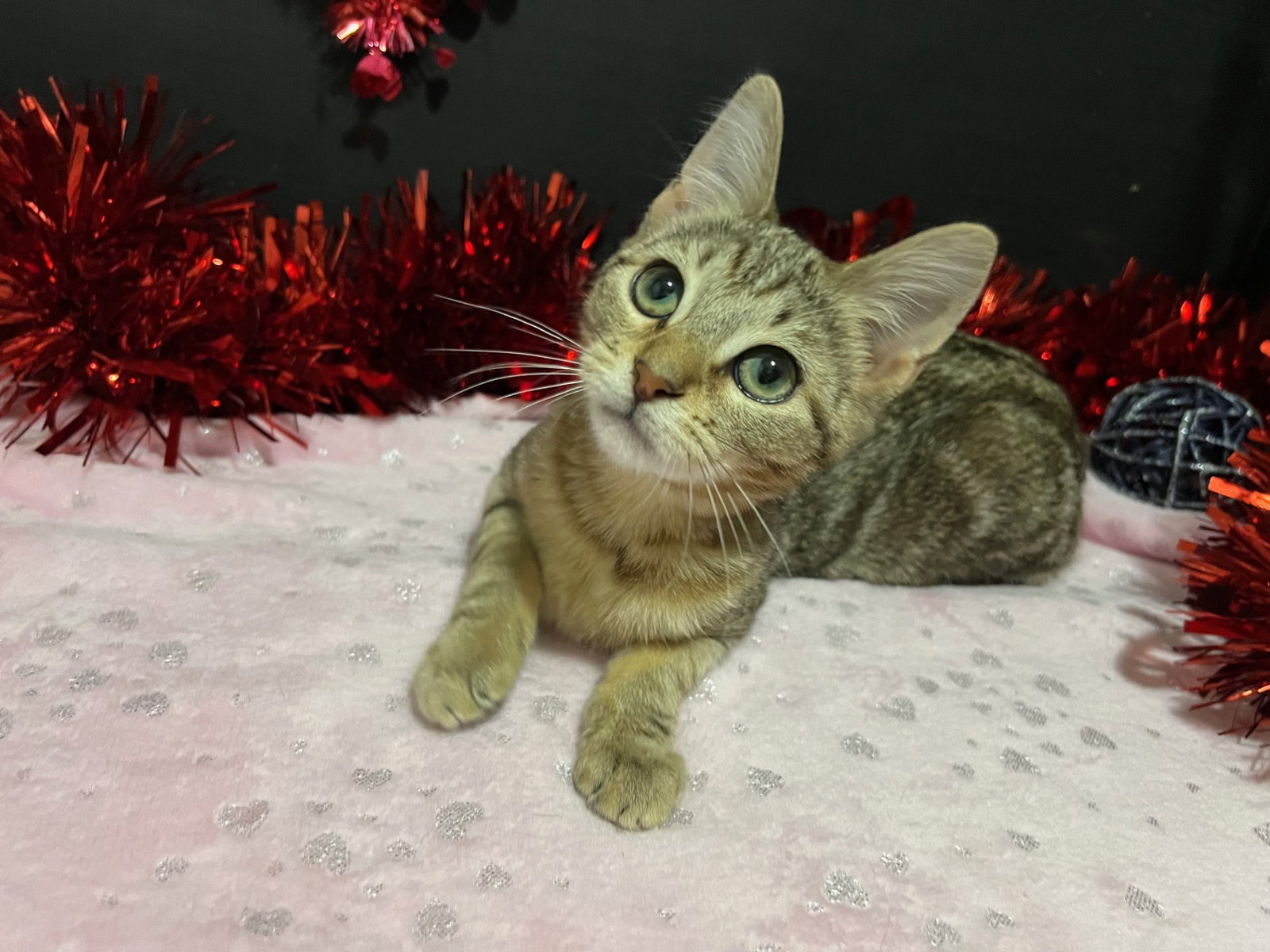 Cats for Adoption in Dekalb County, Georgia | Alpha Paw