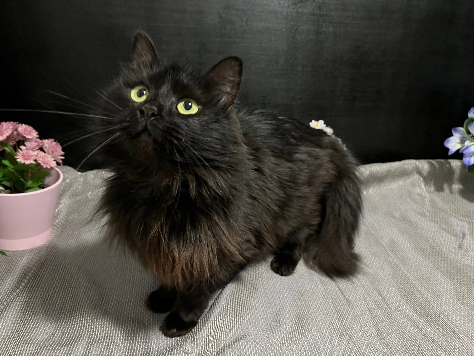 Cats for Adoption in Atlanta, Georgia | Alpha Paw
