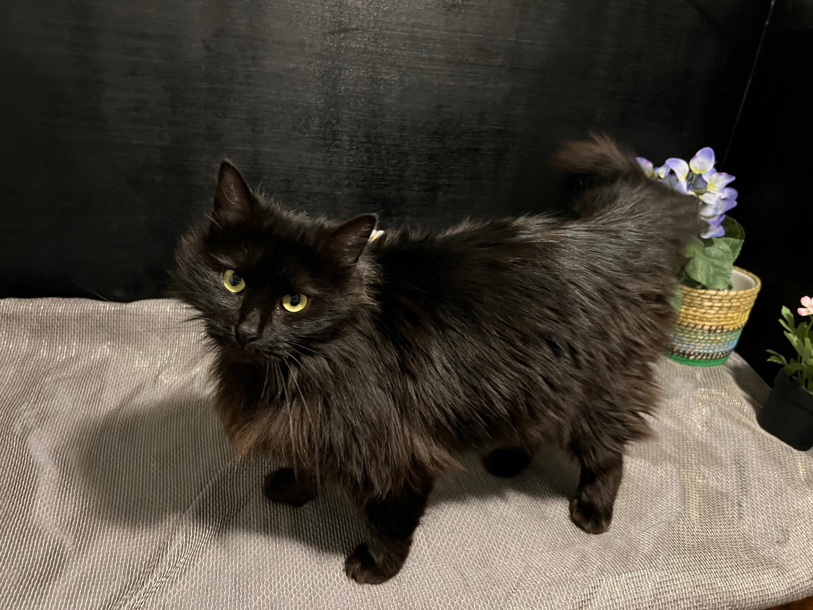 Cats for Adoption in Atlanta, Georgia | Alpha Paw
