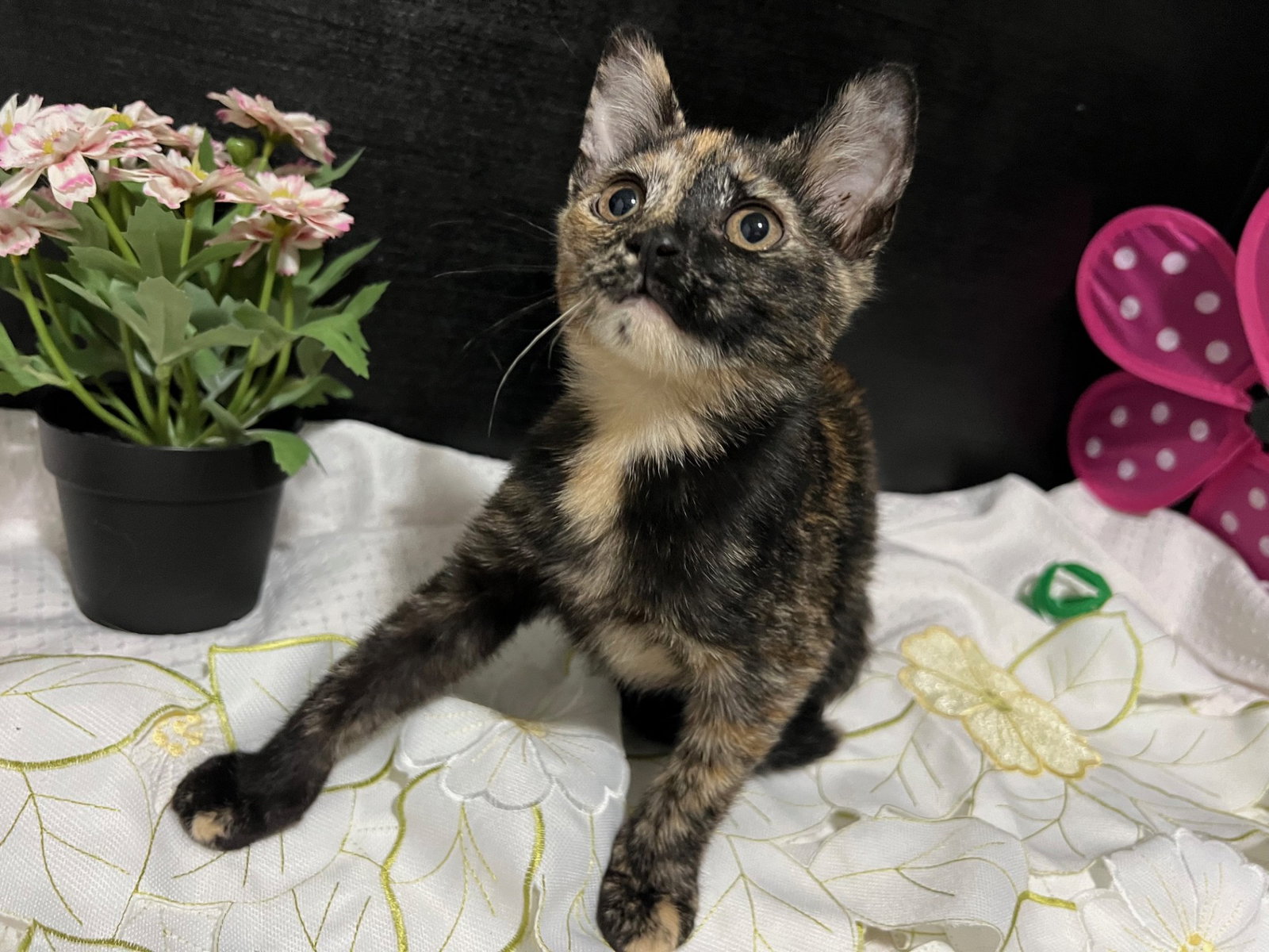 Cats for Adoption in Mcdonough, Georgia | Alpha Paw