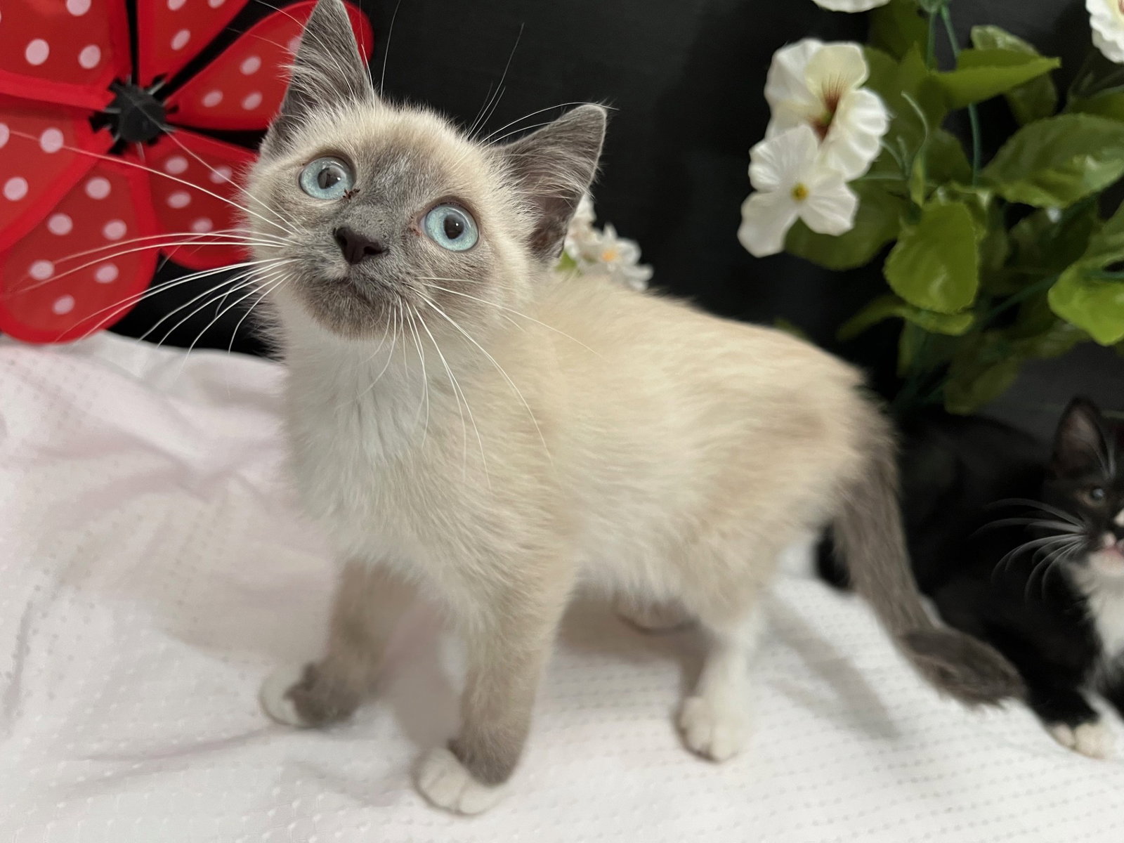 Cats for Adoption in Gwinnett County, Georgia | Alpha Paw