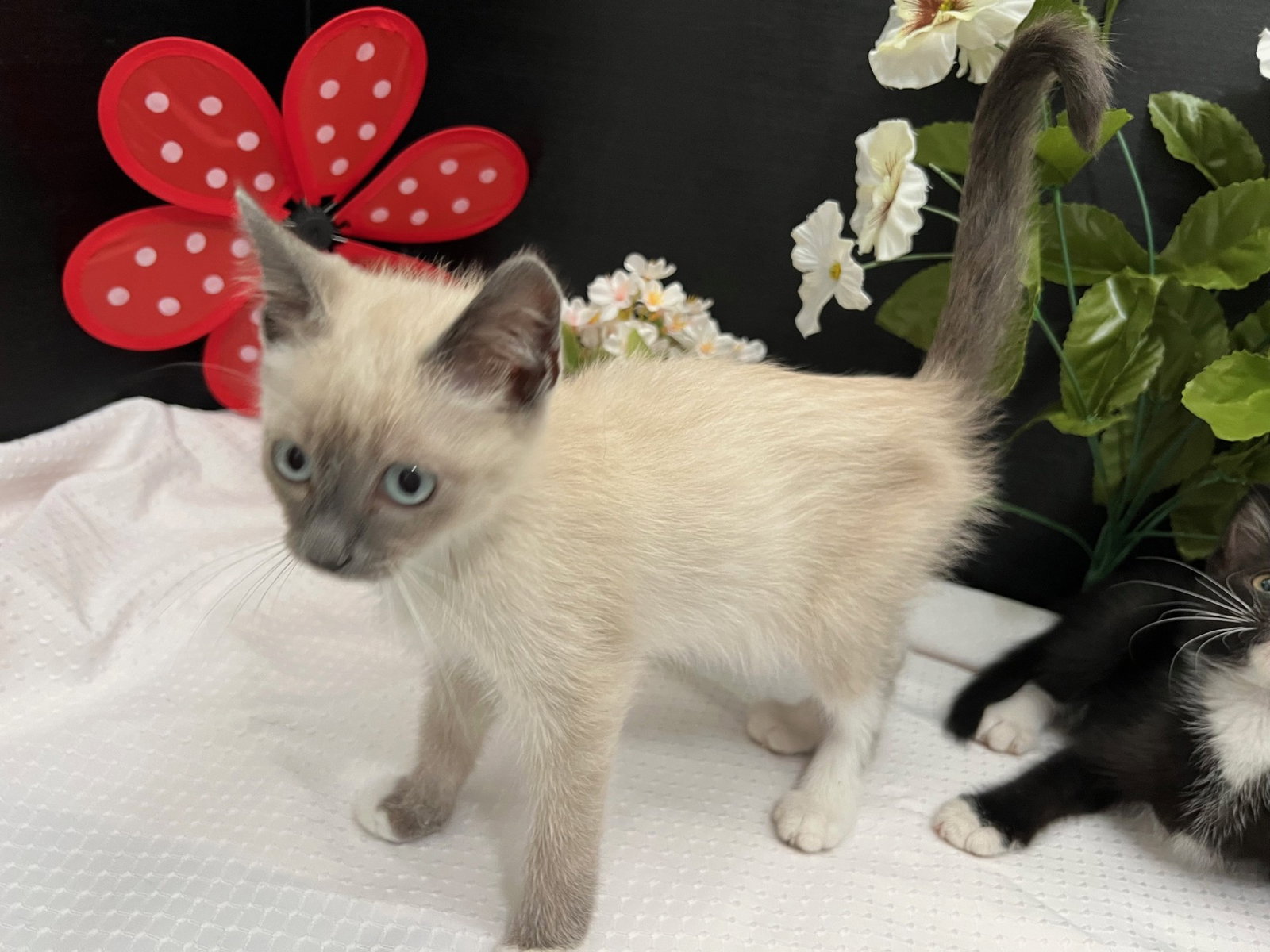 Cats for Adoption in Gwinnett County, Georgia | Alpha Paw