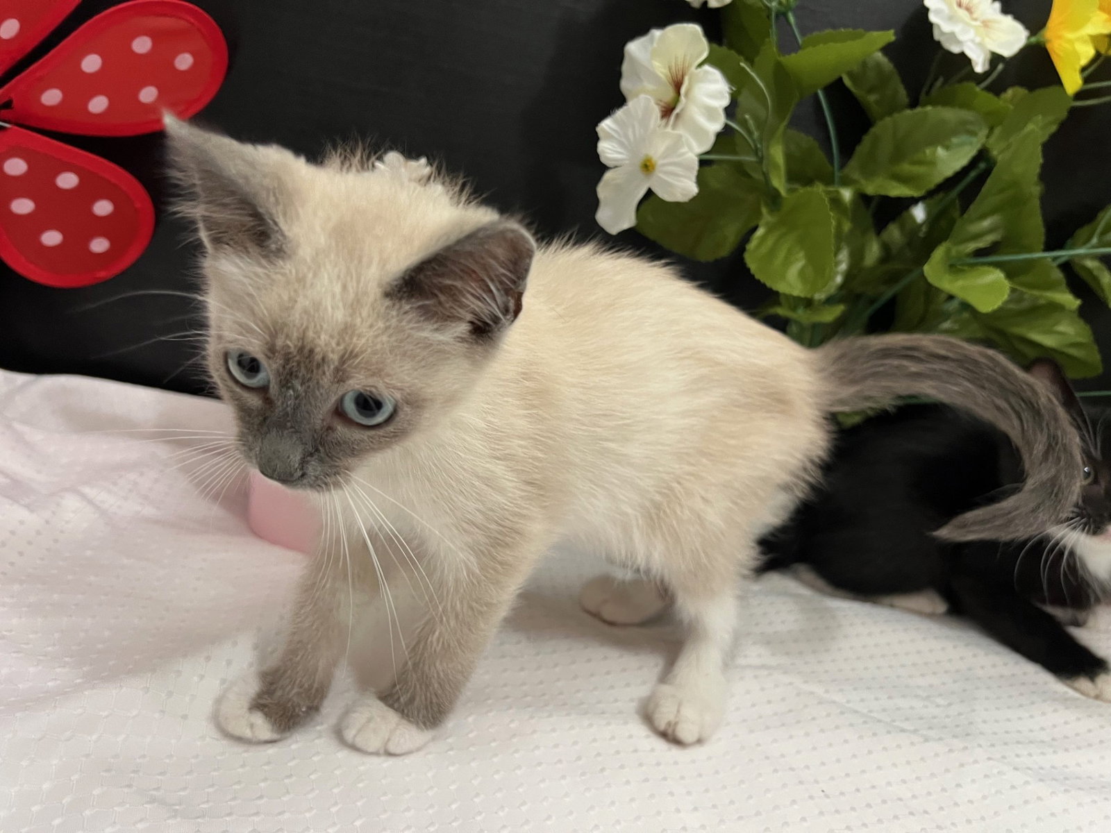 Cats for Adoption in Gwinnett County, Georgia | Alpha Paw