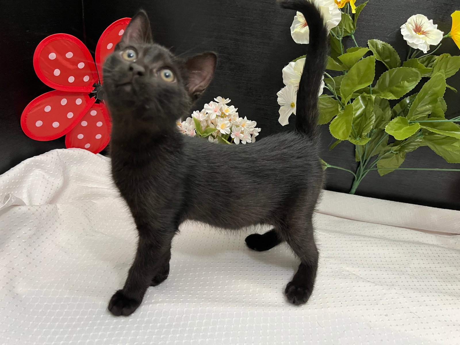 Cats for Adoption in Atlanta, Georgia | Alpha Paw