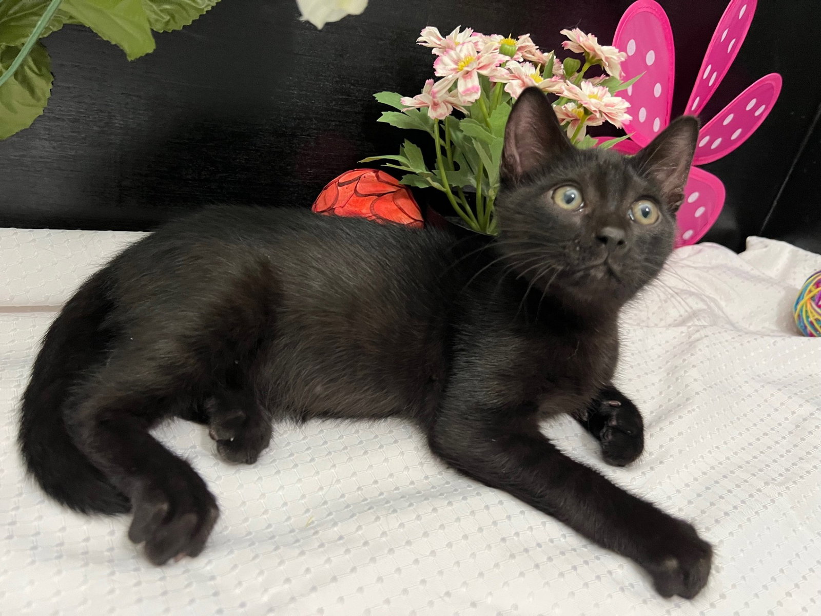 Cats for Adoption in Atlanta, Georgia | Alpha Paw