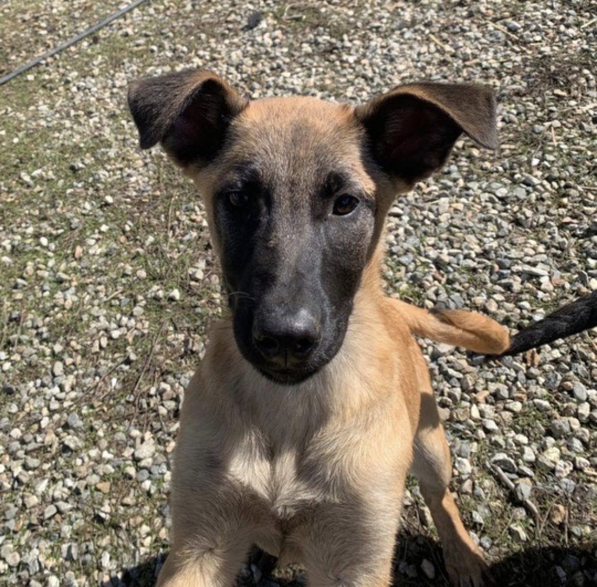 Dog adoption in Irvine, CA 92604: Belgian Shepherd Malinois / Mixed ...