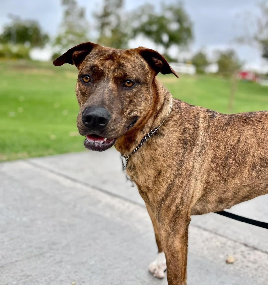 Adopt - Labradors and Friends Dog Rescue