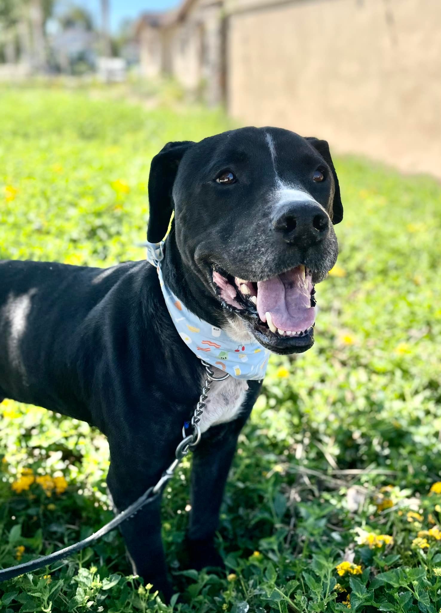 Adopt - Labradors and Friends Dog Rescue