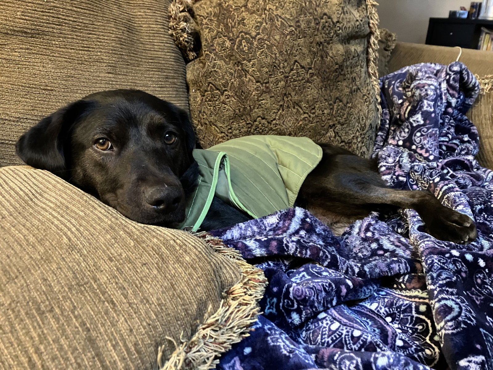 Labradors and Friends Dog Rescue