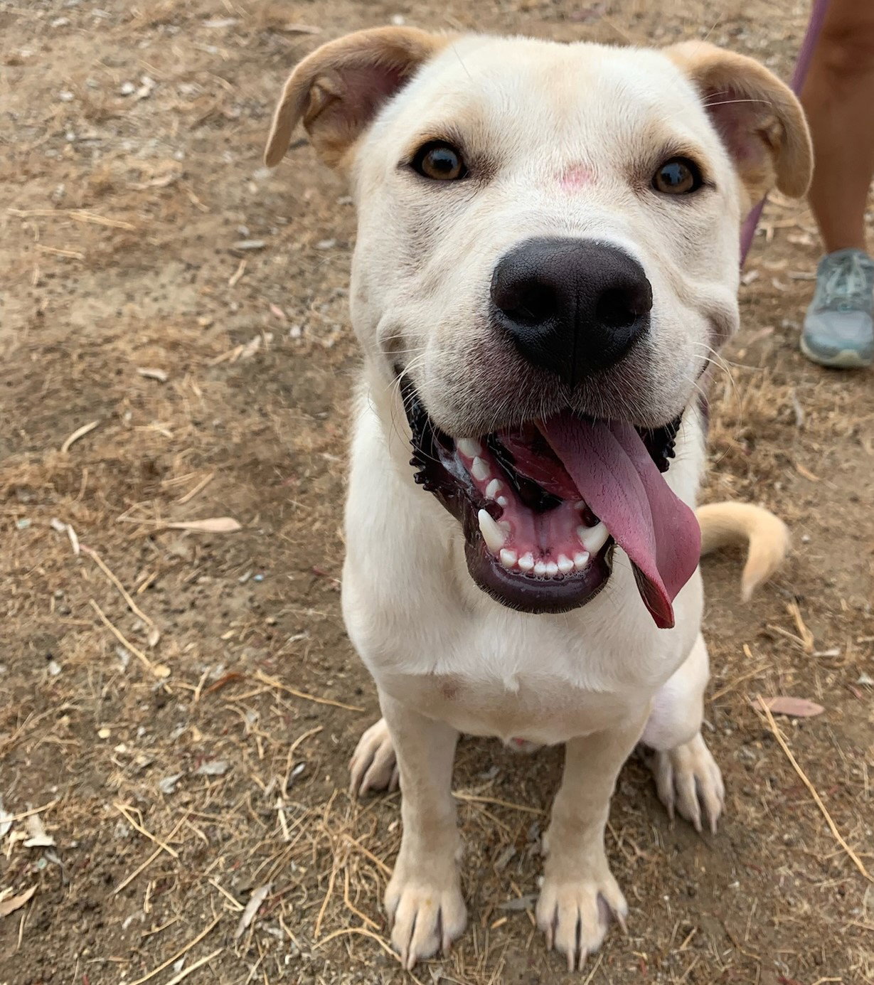Adopt - Labradors and Friends Dog Rescue