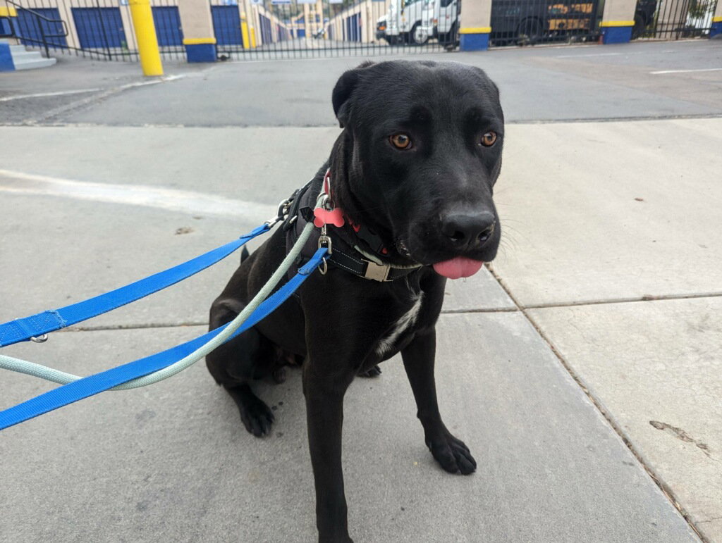 Adopt - Labradors and Friends Dog Rescue