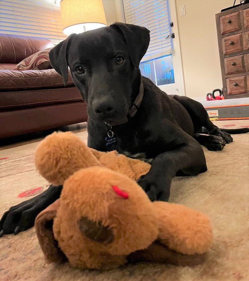 Adopt - Labradors and Friends Dog Rescue