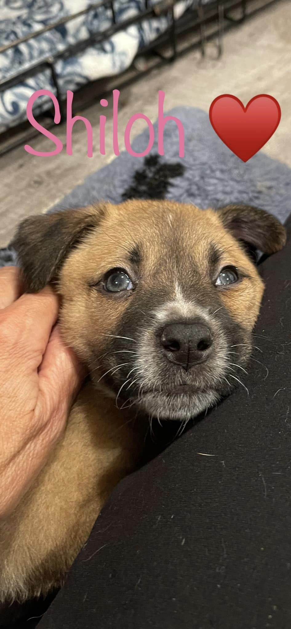 Adopt - Labradors and Friends Dog Rescue